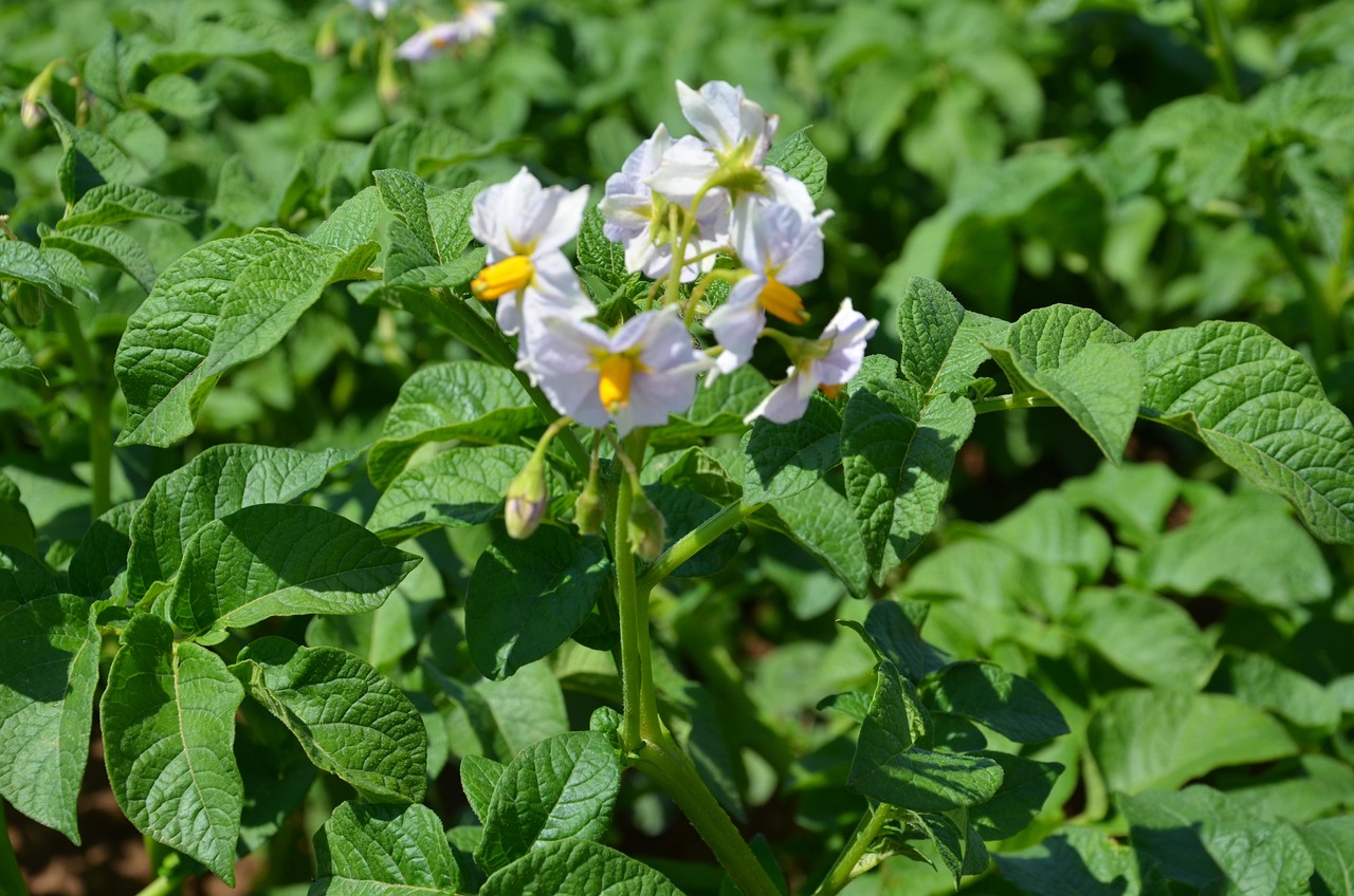 Nature Flore Feuille - Photo gratuite sur Pixabay - Pixabay