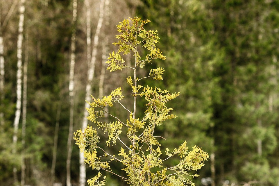 Nature Arbre Forêt - Photo gratuite sur Pixabay - Pixabay