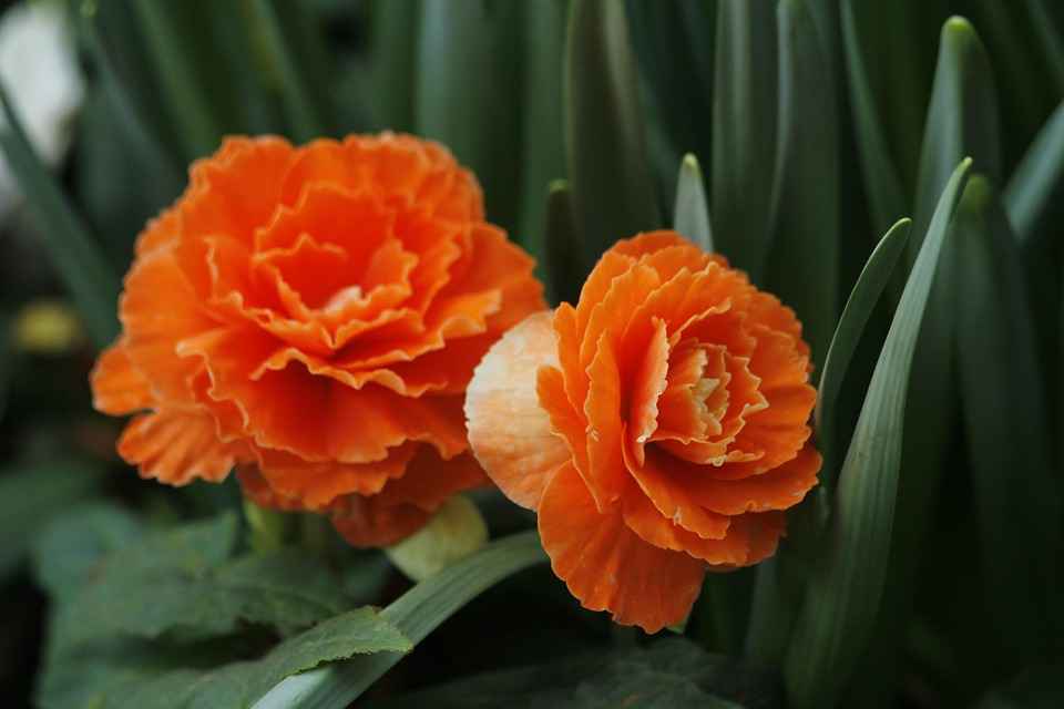 Flower Nature Flora - Free photo on Pixabay