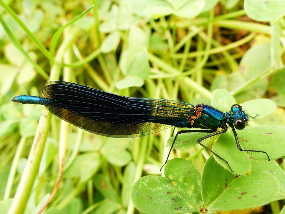 Nature Insect Outdoors - Free photo on Pixabay - Pixabay