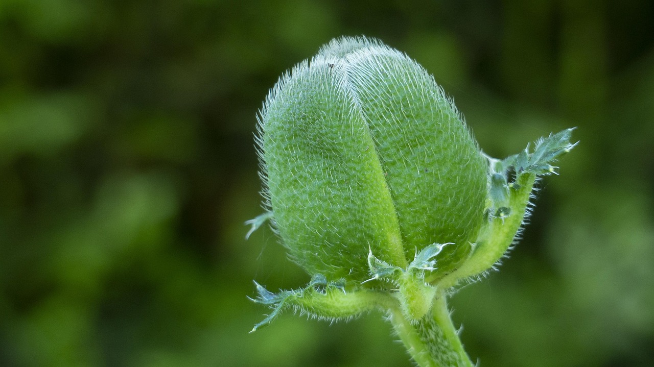 La Nature Feuille Plante - Photo gratuite sur Pixabay - Pixabay