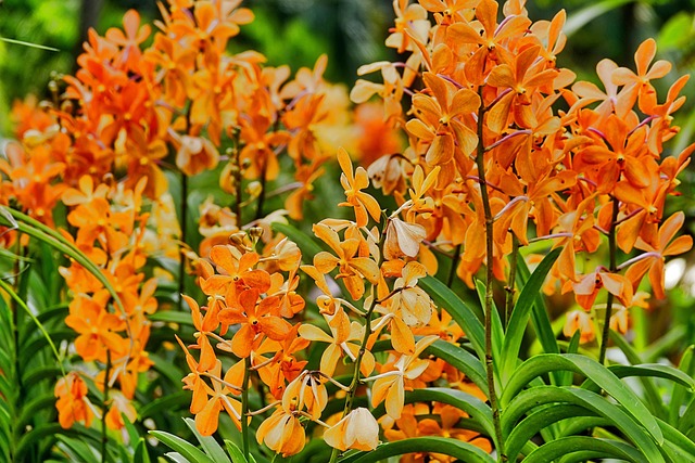 Bunga Tanaman Kebun - Foto gratis di Pixabay - Pixabay