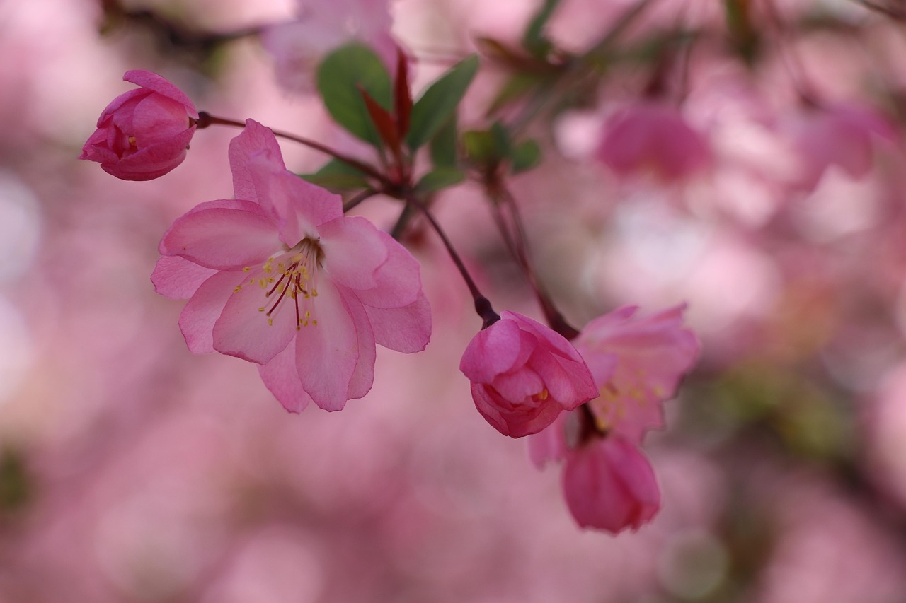 Blume Natur - Kostenloses Foto auf Pixabay - Pixabay
