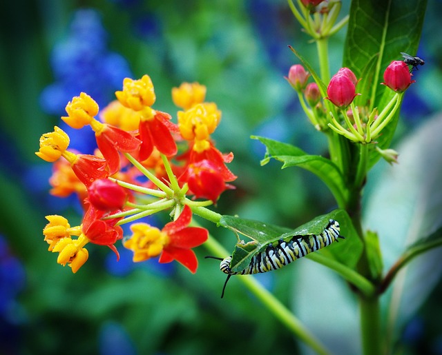 Fleur Nature En Plein Air - Photo gratuite sur Pixabay - Pixabay