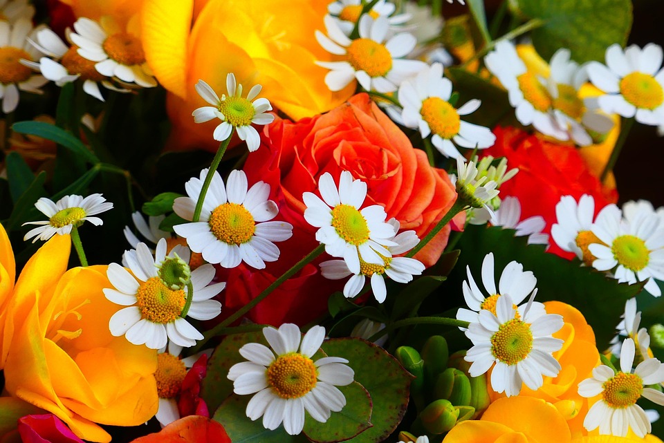 Flower Plant Nature - Free photo on Pixabay
