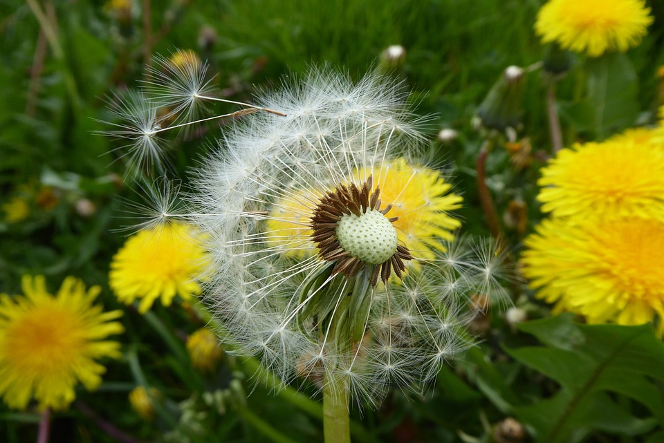 Dandelion Nature Flower - Free photo on Pixabay