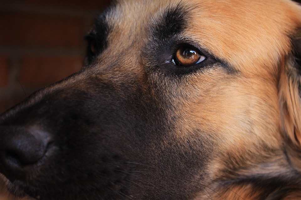 Mammals Dog Canidae - Free photo on Pixabay - Pixabay