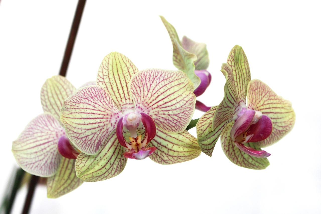 Nature Flora Flower - Free photo on Pixabay - Pixabay