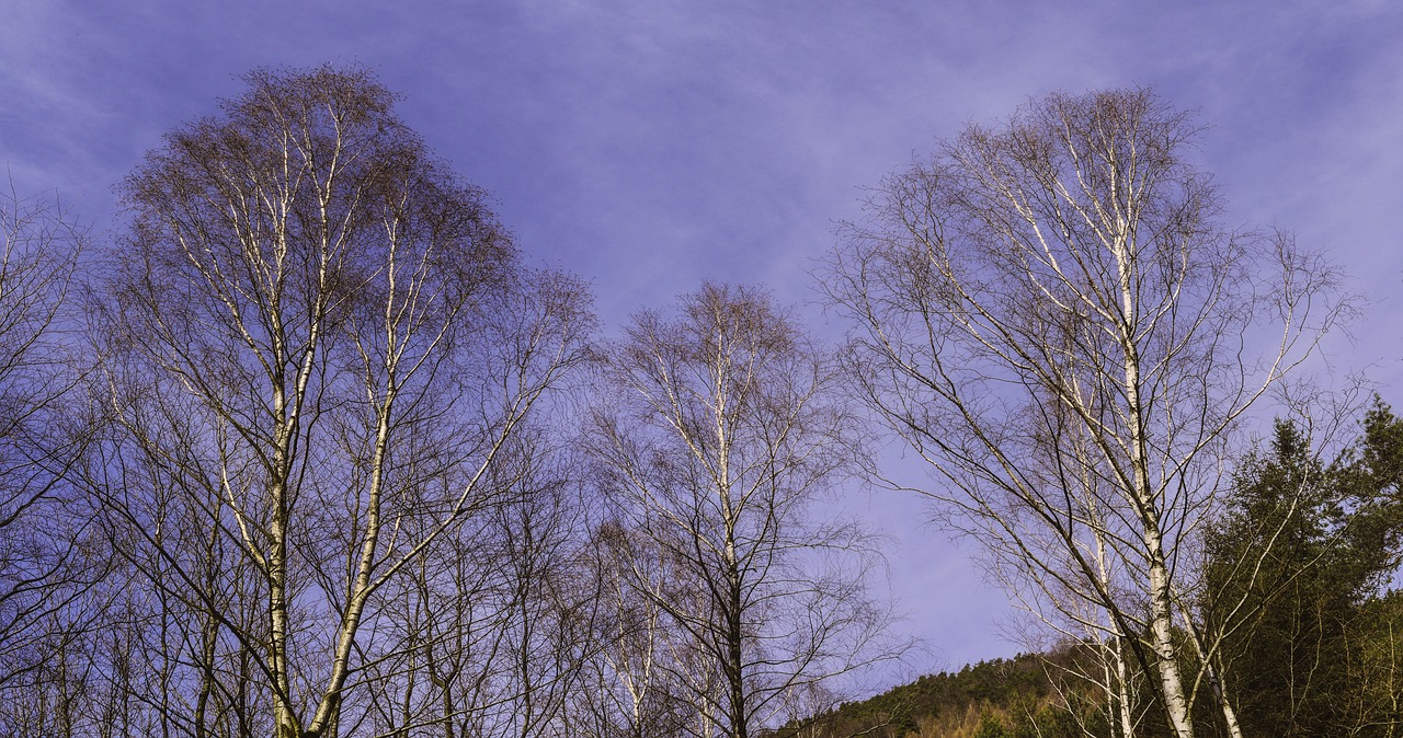 Birch Trees Heaven Spring - Free photo on Pixabay - Pixabay