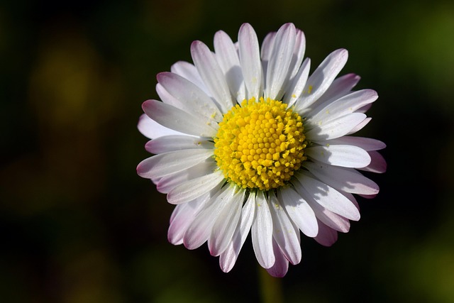 Page 2 - 10,000+ Free Small Daisy & Daisy Images - Pixabay