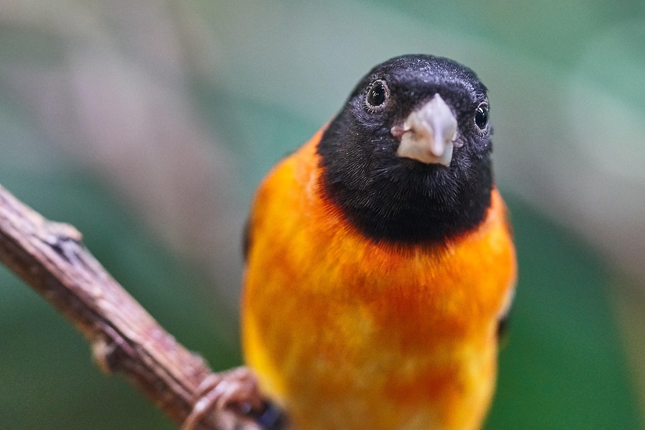 Fauna Silvestre Pájaro Naturaleza - Foto gratis en Pixabay - Pixabay