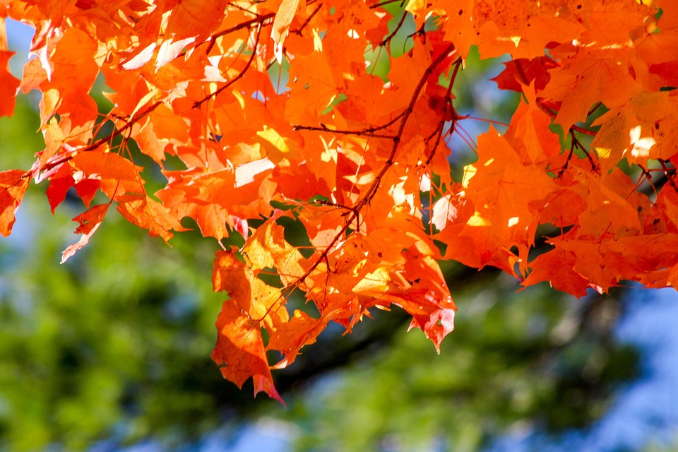 Leaf Nature Fall - Free photo on Pixabay