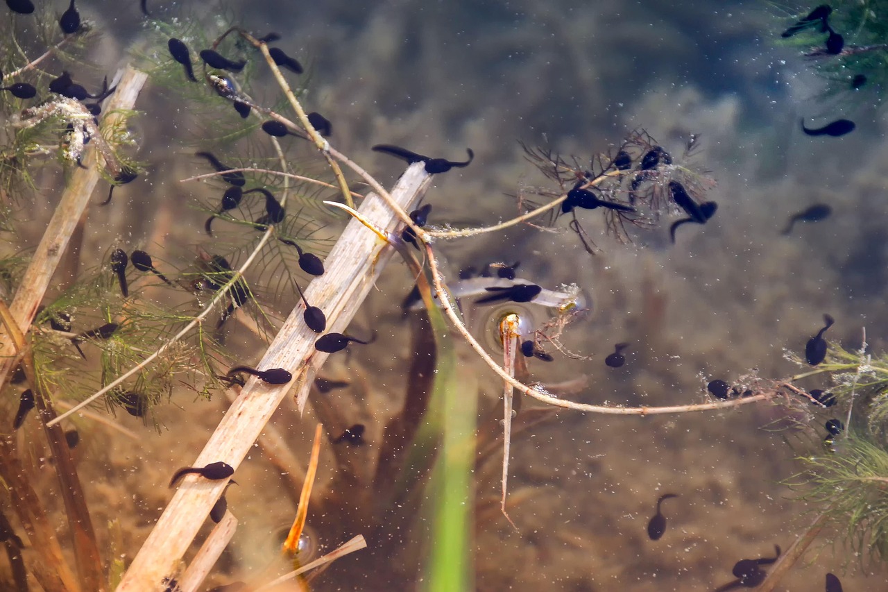 Nature Wildlife Tadpoles - Free photo on Pixabay - Pixabay