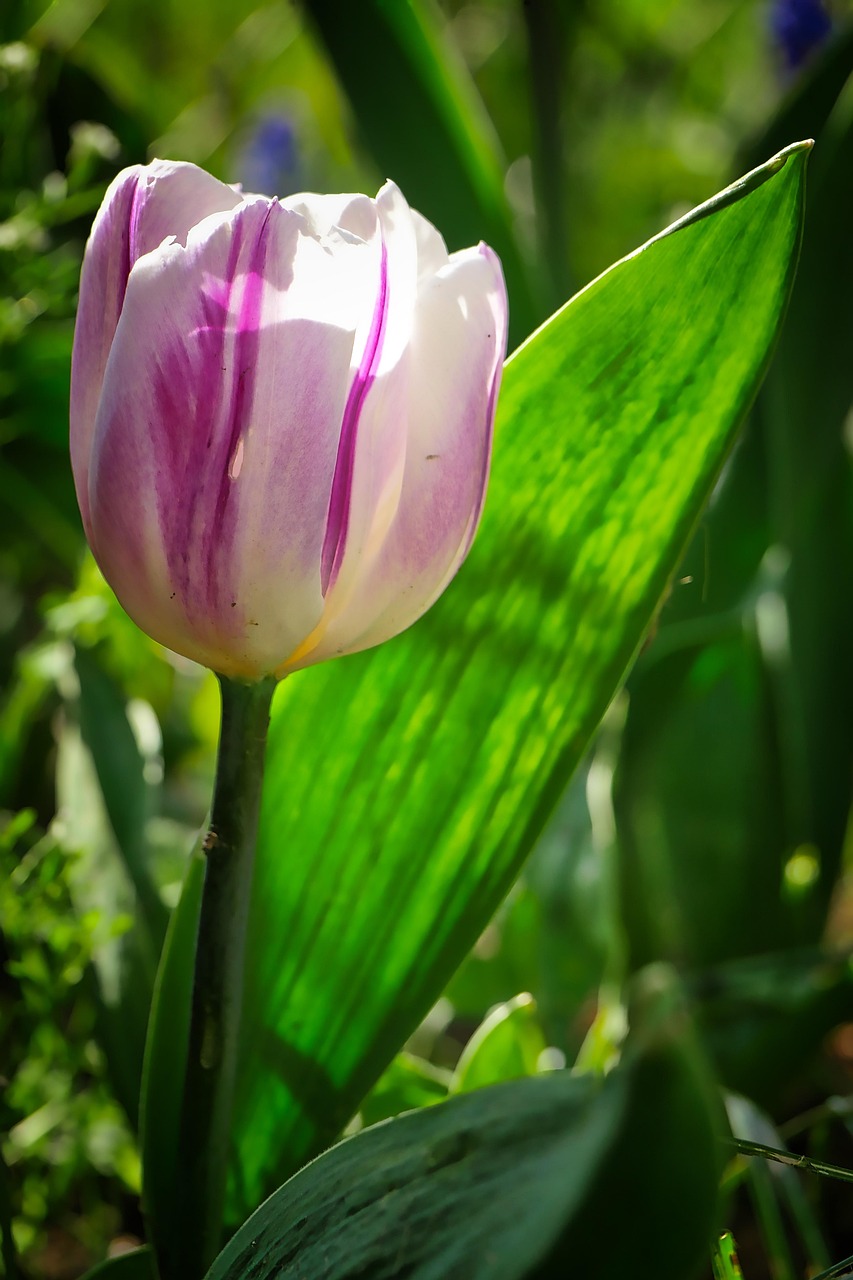 Fleur Tulipe La Nature - Photo gratuite sur Pixabay - Pixabay