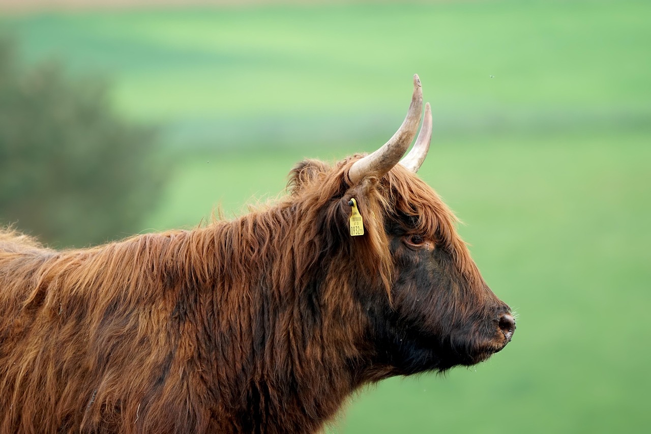 1,000+ Free Bovino & Cow Images - Pixabay