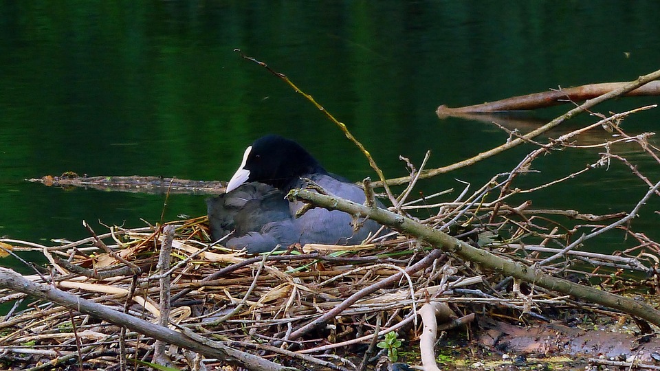 Bird Nature Fauna - Free photo on Pixabay - Pixabay