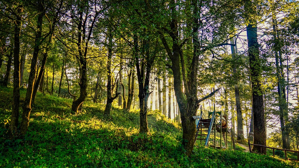Natur Baum Landschaft - Kostenloses Foto auf Pixabay