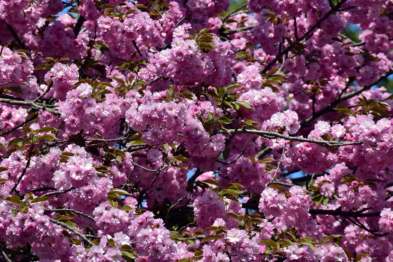 Parque De Primavera Con Cerezos En Flor