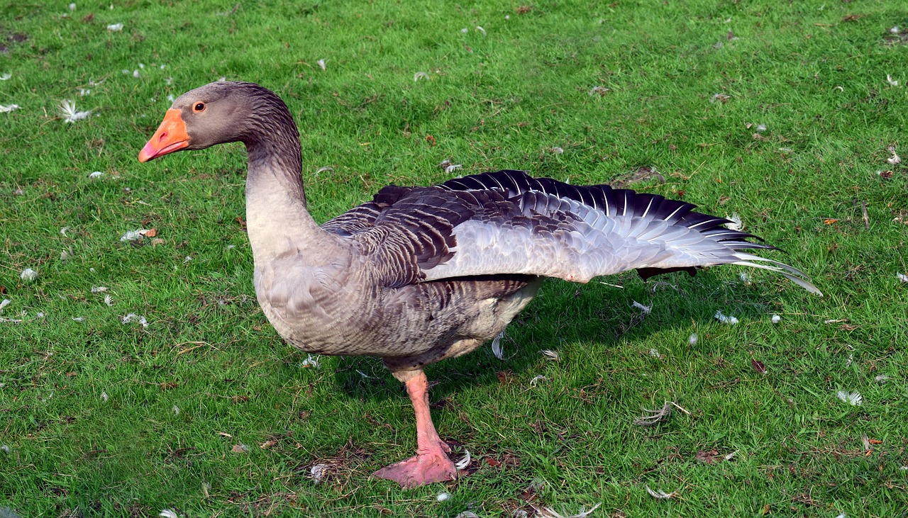 Ganso Pato Pájaro Aves De - Foto gratis en Pixabay - Pixabay