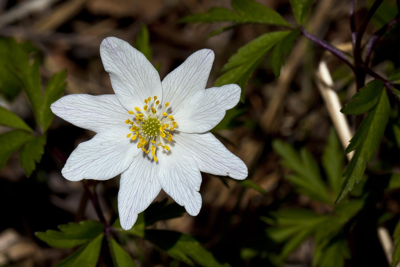 Blume Weiße Stempel - Kostenloses Foto auf Pixabay - Pixabay