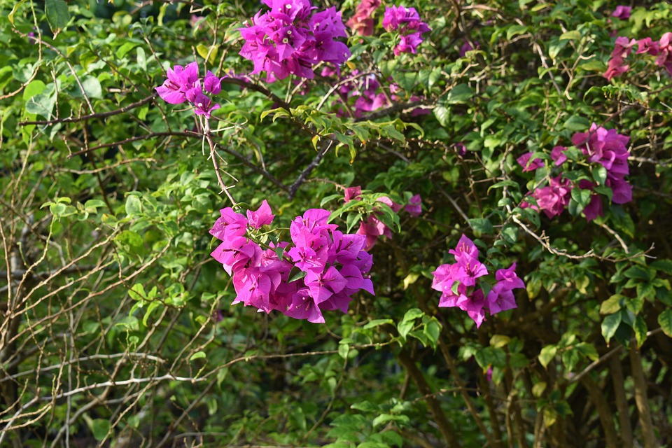 Plant Flower Nature - Free photo on Pixabay