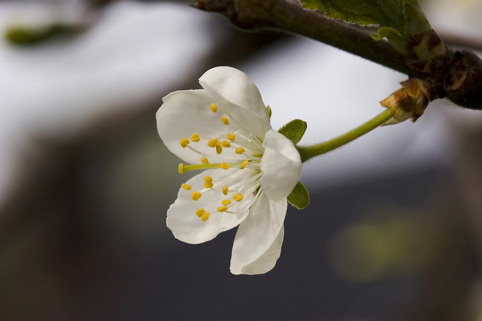 Blume Pflaumen-Blüten Weiße - Kostenloses Foto auf Pixabay