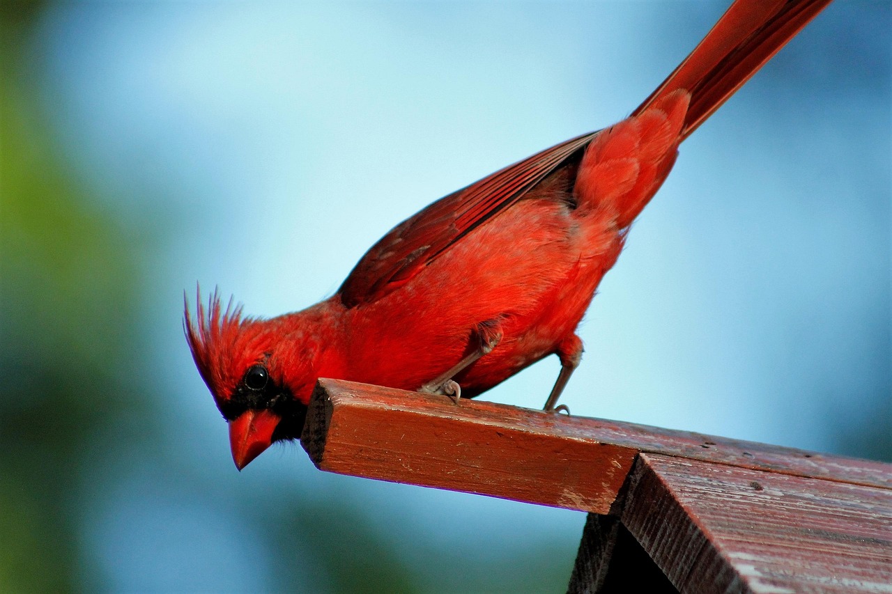 Bird Wildlife Outdoors - Free photo on Pixabay