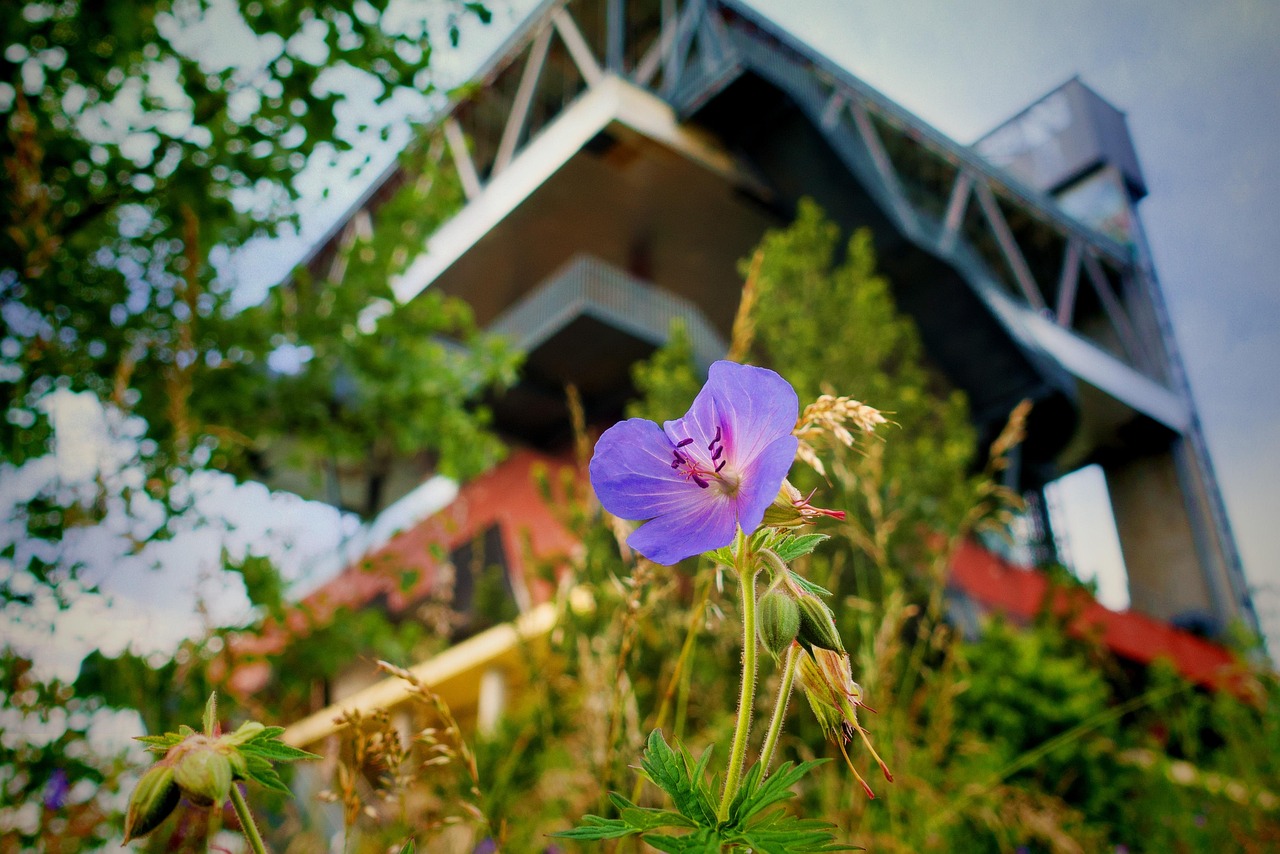 La Nature Fleur L'Été - Photo gratuite sur Pixabay - Pixabay