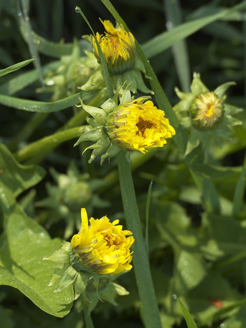Mayflower Flower Yellow