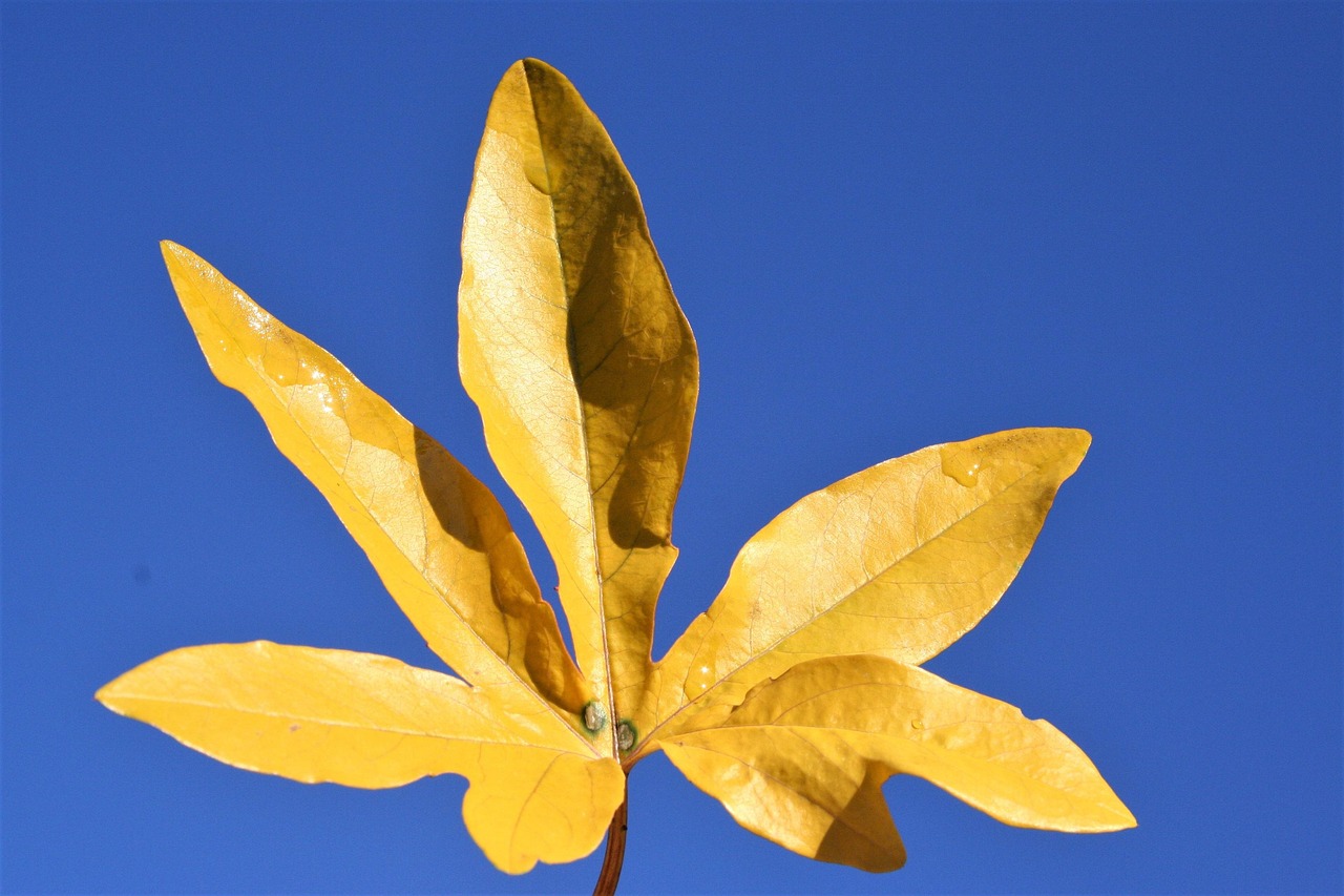 Natureza Folha Flora Área De - Foto gratuita no Pixabay - Pixabay