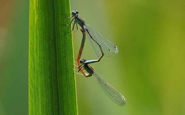 Nature Grass Insects - Free photo on Pixabay - Pixabay