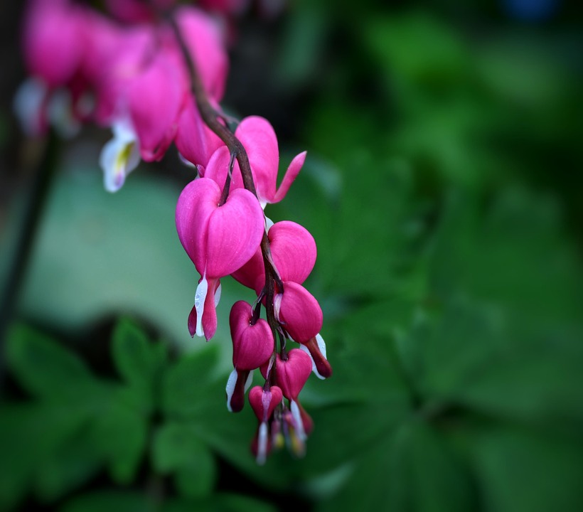 Crying Heart Blossoms Pink - Free photo on Pixabay