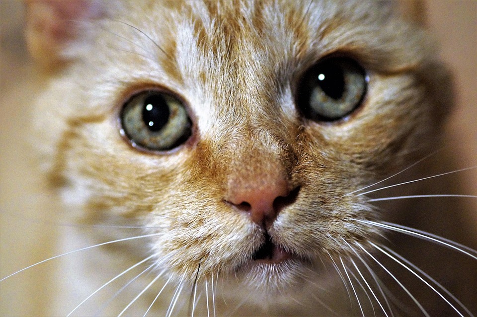Cat Feline Eyes - Free photo on Pixabay - Pixabay