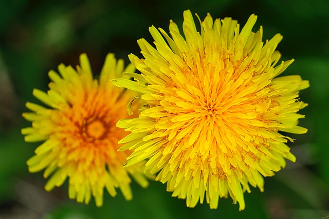 Naturaleza Flor Diente De León - Foto gratis en Pixabay - Pixabay