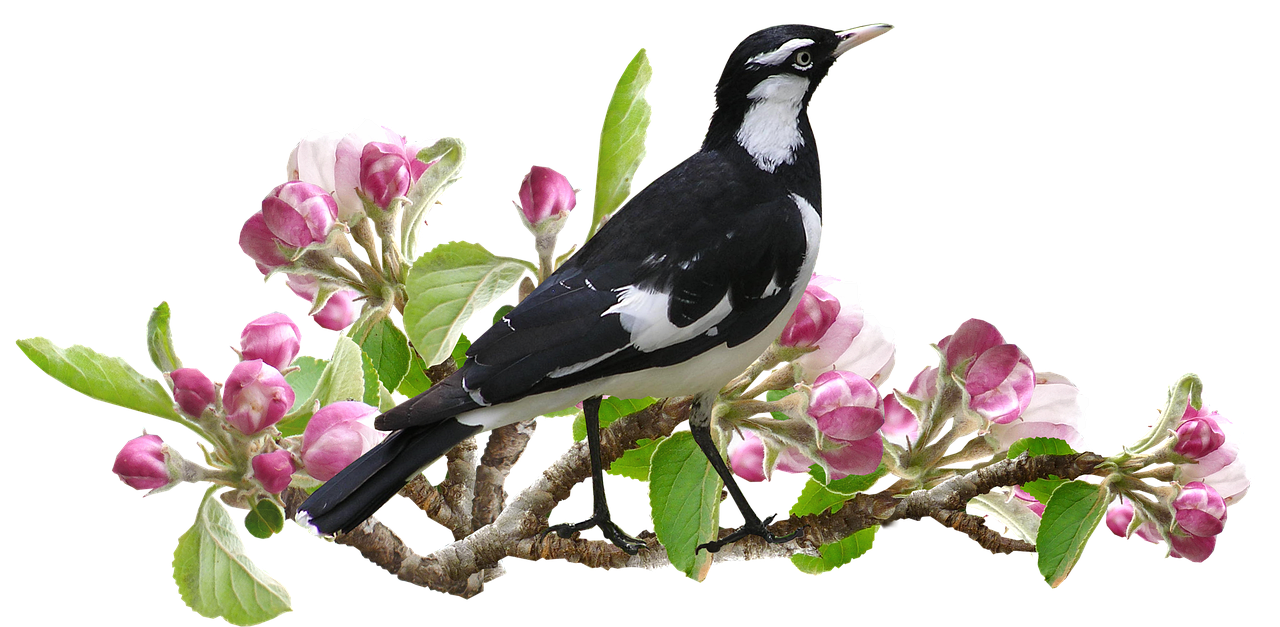 50+ Free Řeka Murray & Murray River Photos - Pixabay