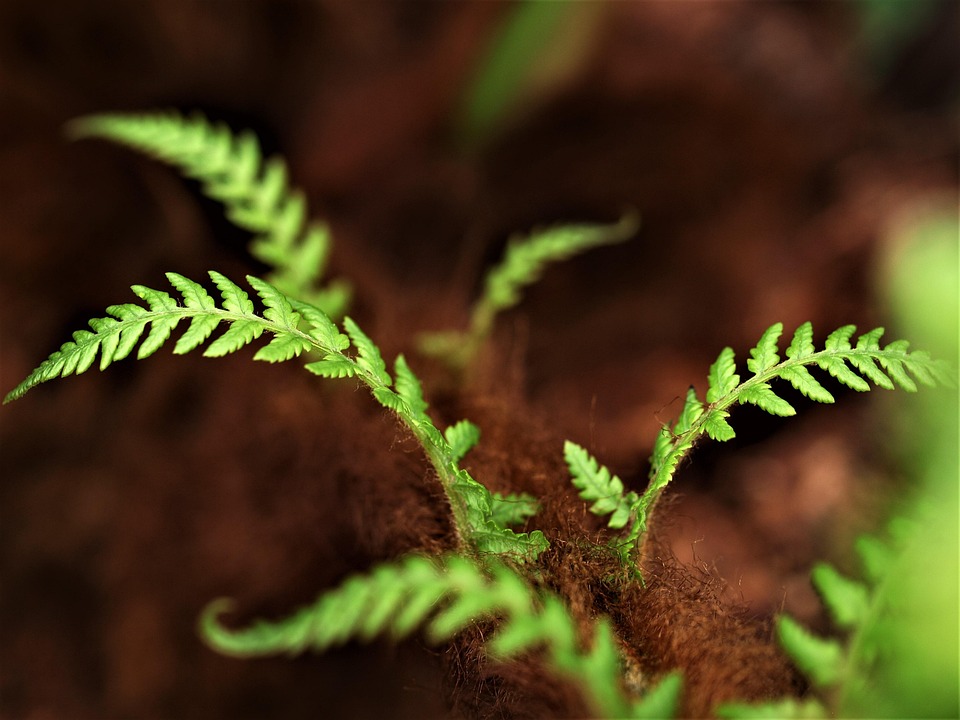 Farn Blatt Flora - Kostenloses Foto auf Pixabay