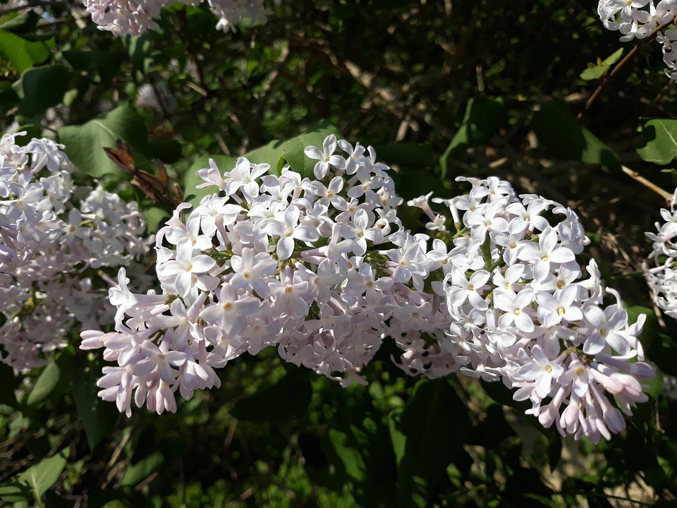 Lilac Flower Plant - Free photo on Pixabay