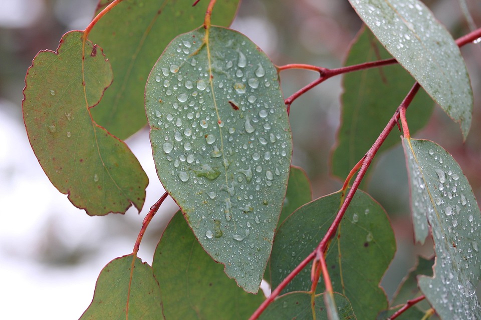 Leaf Tree Nature - Free photo on Pixabay