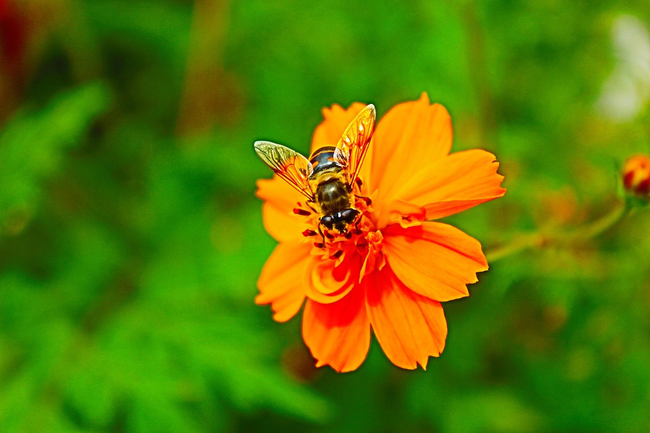 Nature Bug Summer - Free photo on Pixabay - Pixabay