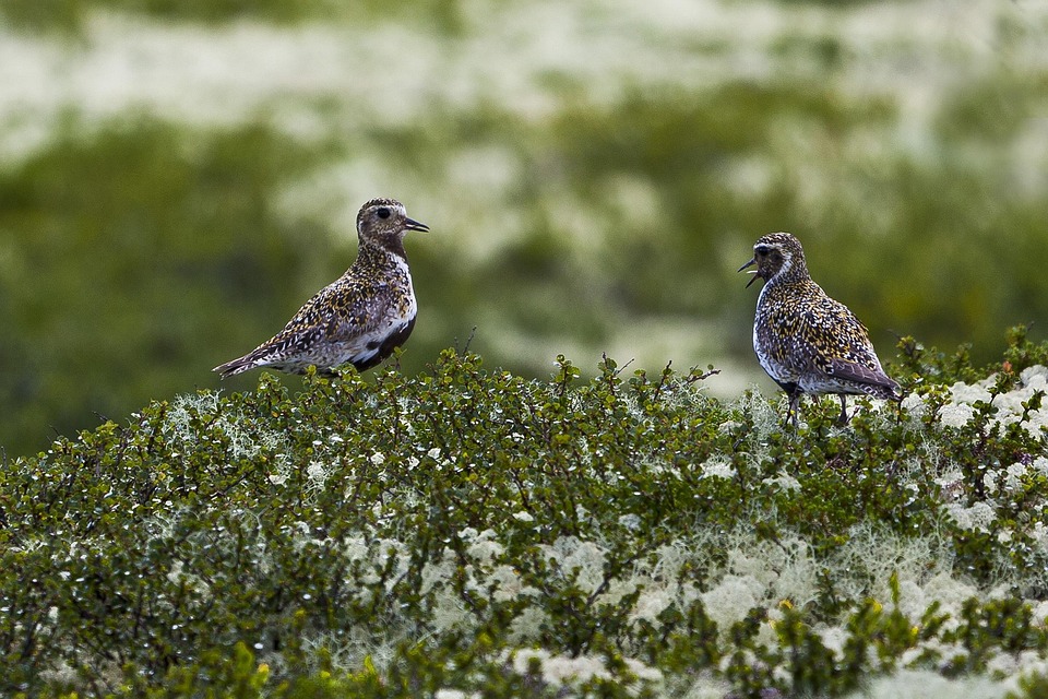 Grey Plovers Birds Perched - Free photo on Pixabay - Pixabay