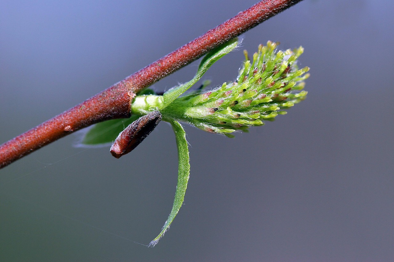 Die Natur Der Blatt Willow · Kostenloses Foto auf Pixabay