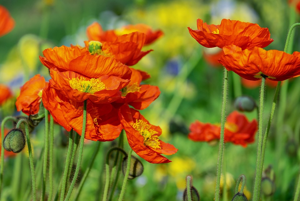 Poppy Flower Corn - Free photo on Pixabay