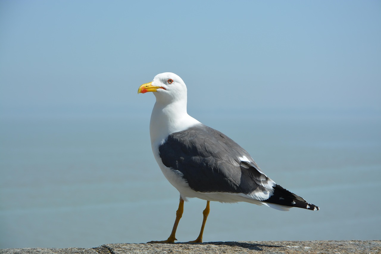 Goéland Mouettes Oiseau Marin - Photo gratuite sur Pixabay