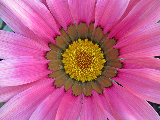Fiore Natura Pianta - Foto gratis su Pixabay - Pixabay
