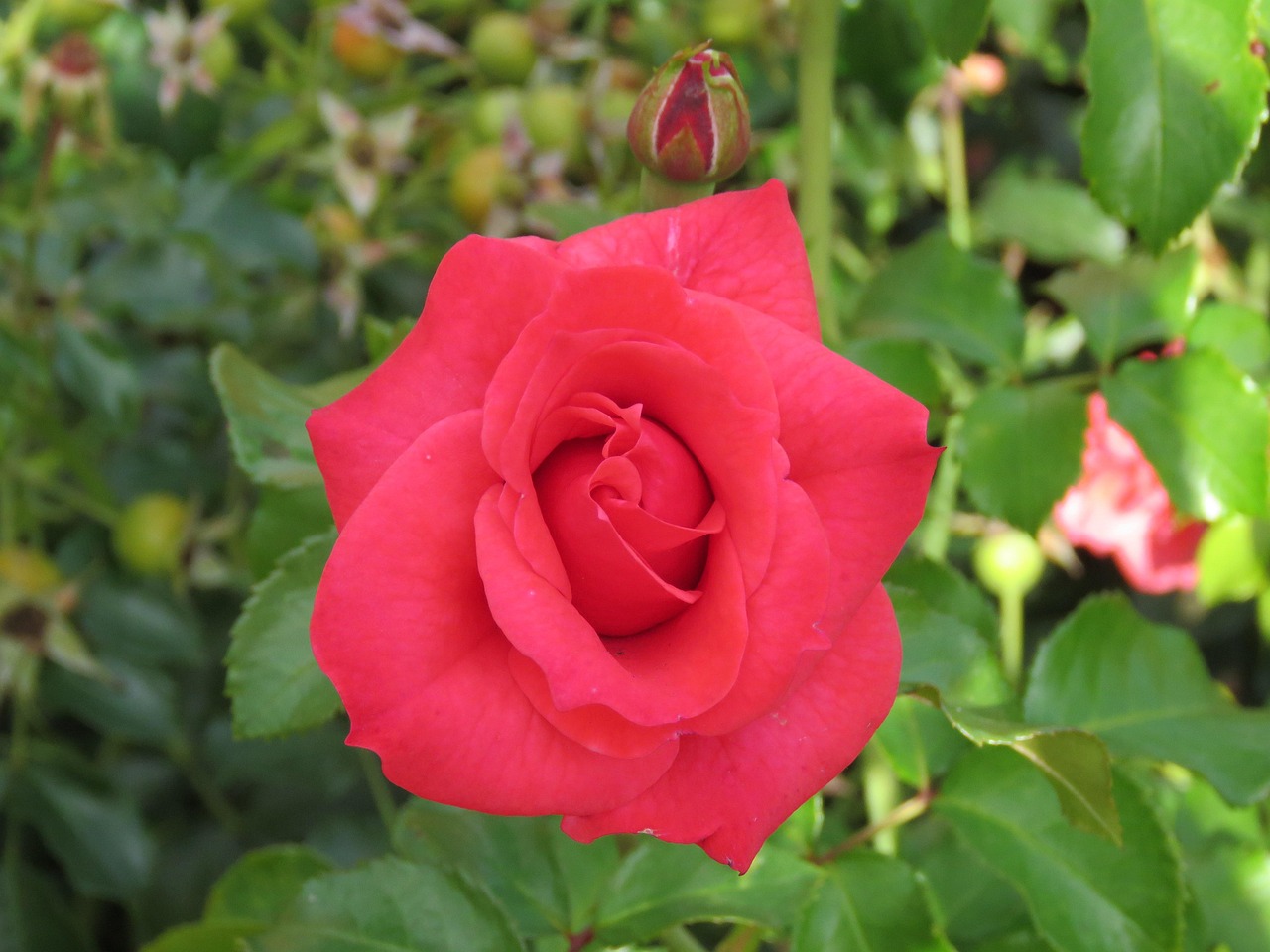 Rojo Rosa Flor - Foto gratis en Pixabay - Pixabay