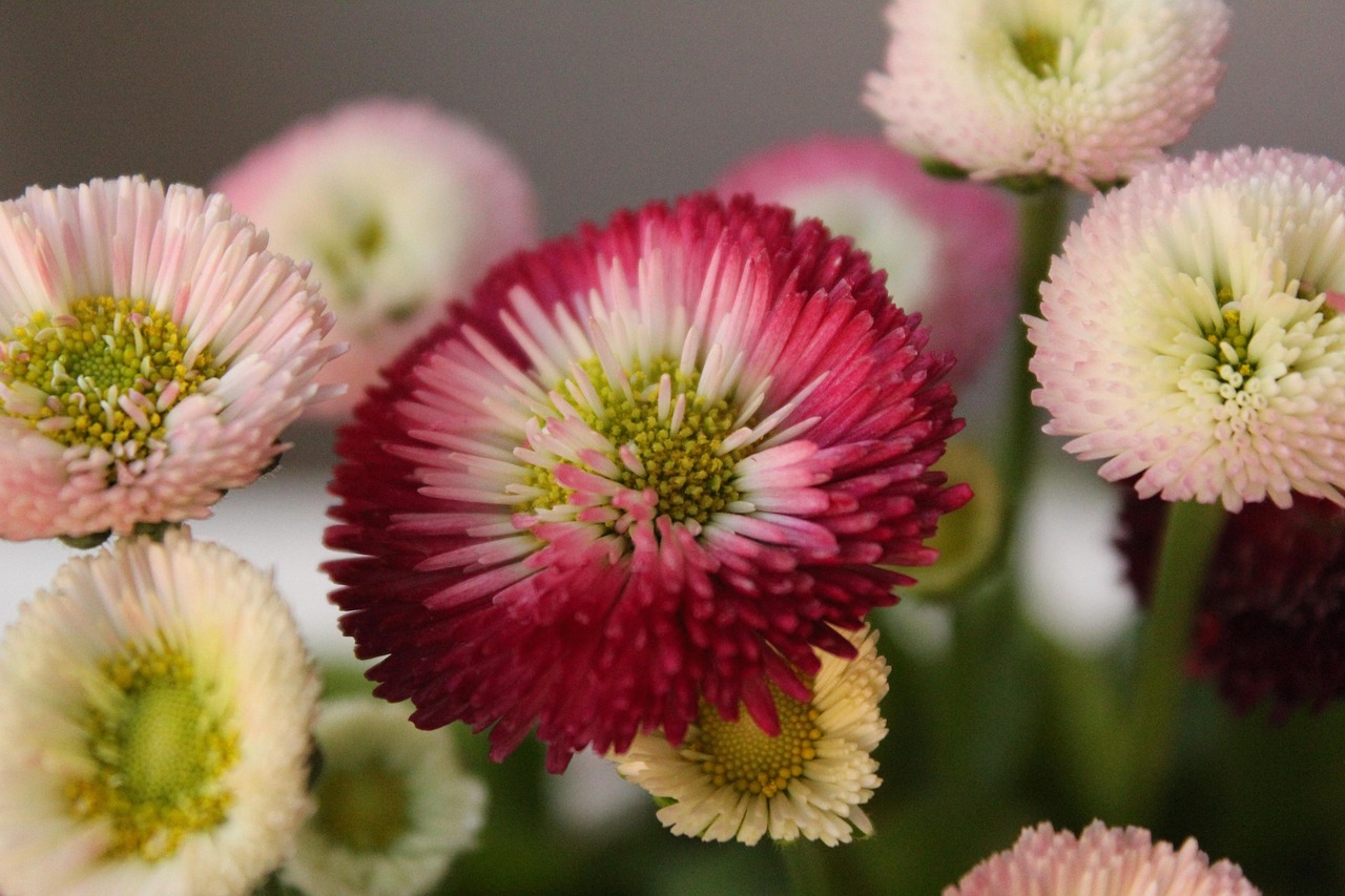 Blume Natur Pflanze - Kostenloses Foto auf Pixabay