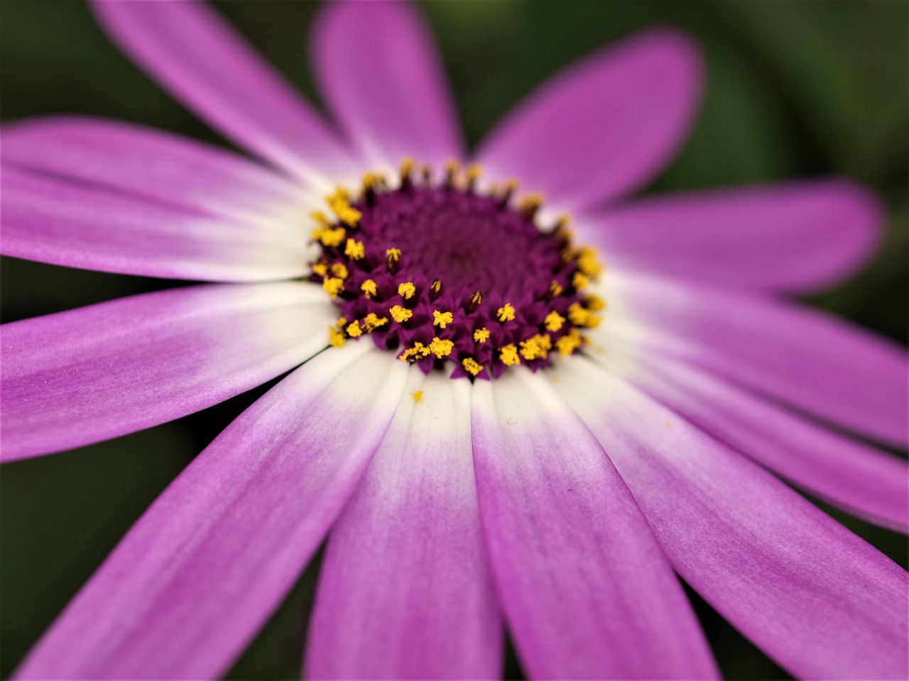 Natur Blume Flora - Kostenloses Foto auf Pixabay - Pixabay