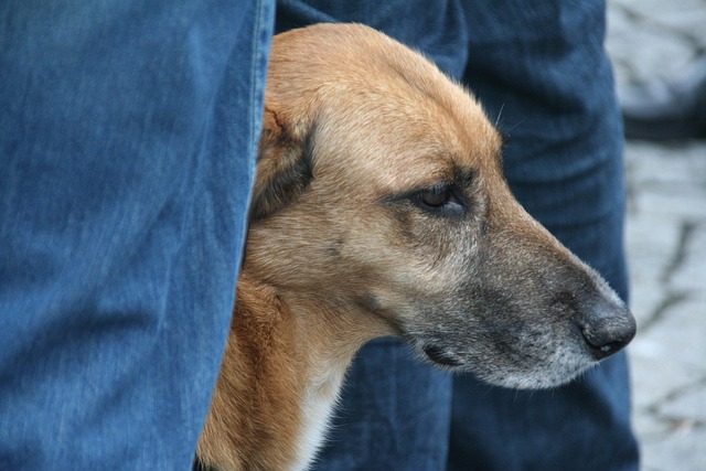 Dog Head Portrait Domestic - Free photo on Pixabay