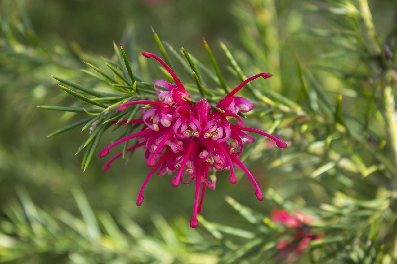 Flower Shrub Nature - Free photo on Pixabay - Pixabay