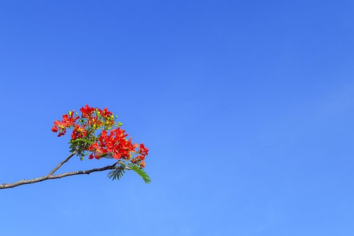40+ Free Phoenix Flower & Phoenix Images - Pixabay